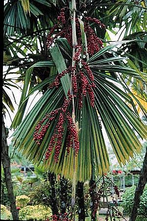 Licuala paludosa - Palmpedia - Palm Grower's Guide