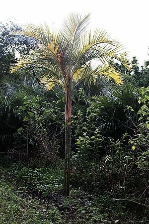 Juania australis - Palmpedia - Palm Grower's Guide