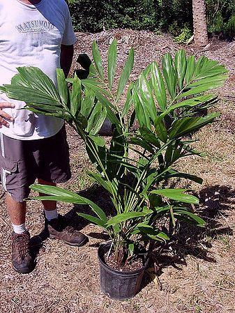 Ptychosperma schefferi - Palmpedia - Palm Grower's Guide