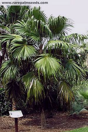 Thrinax excelsa - Palmpedia - Palm Grower's Guide