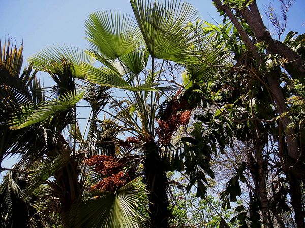 Trachycarpus martianus - Palmpedia - Palm Grower's Guide