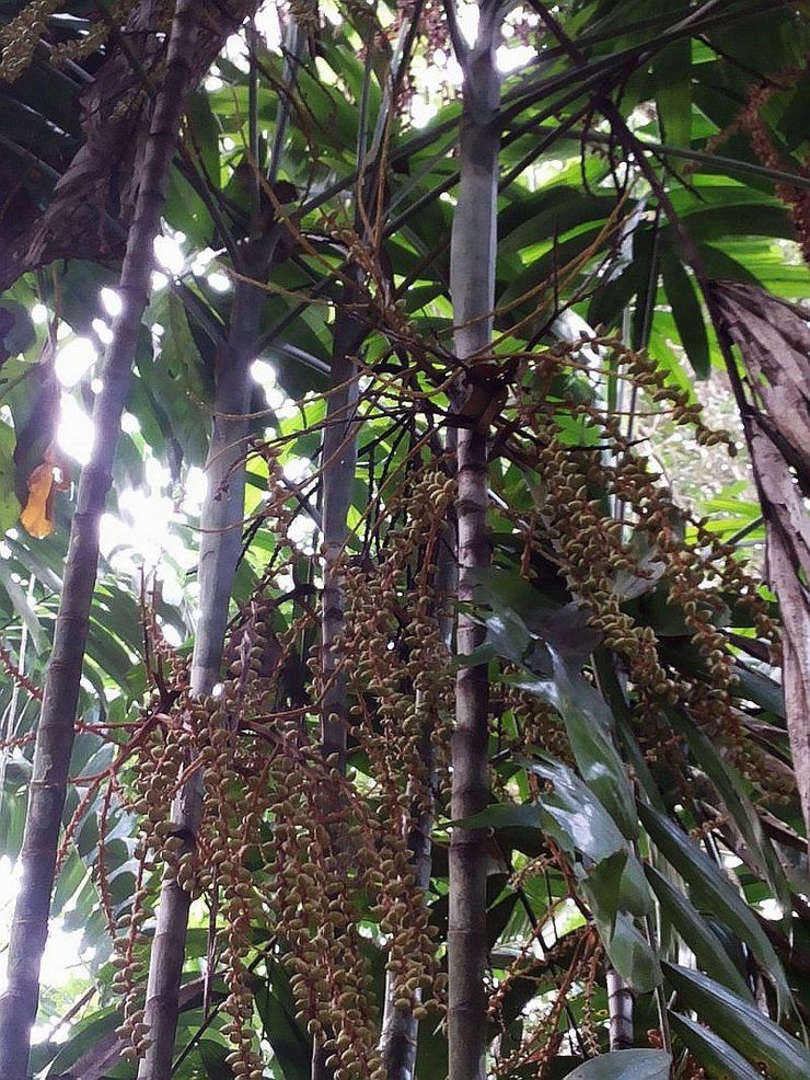 Ptychosperma lineare - Palmpedia - Palm Grower's Guide