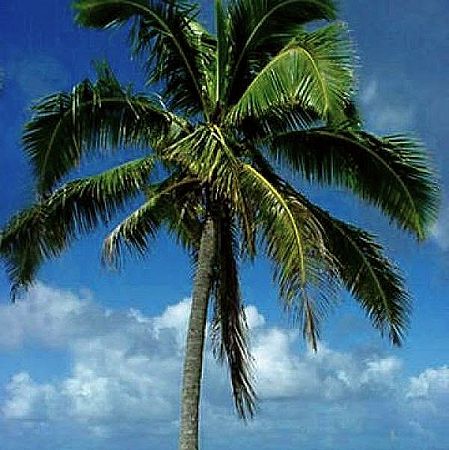 Attalea princeps - Palmpedia - Palm Grower's Guide