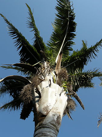 Attalea speciosa - Palmpedia - Palm Grower's Guide
