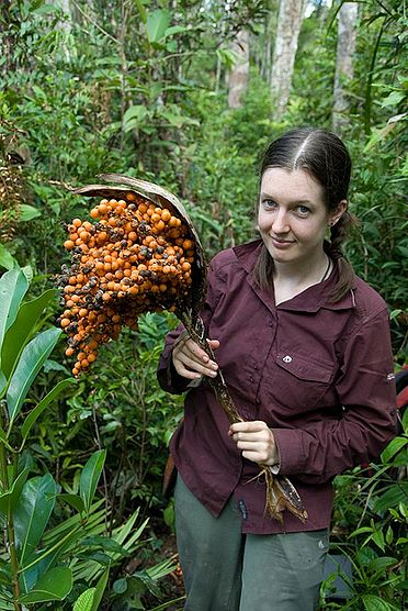 Ravenea dransfieldii - Palmpedia - Palm Grower's Guide