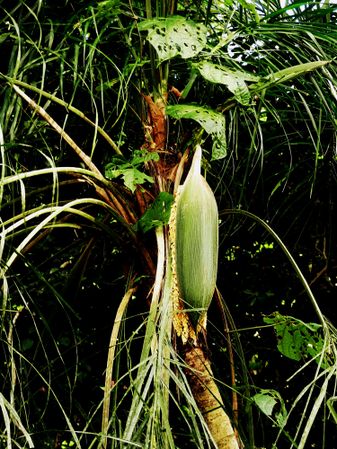 Syagrus cocoides - Palmpedia - Palm Grower's Guide