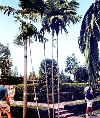 Areca concinna - Palmpedia - Palm Grower's Guide