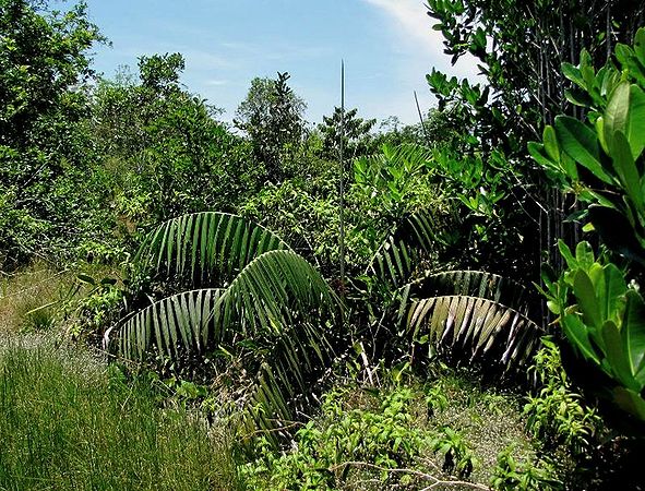 Barcella odora - Palmpedia - Palm Grower's Guide