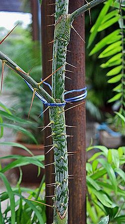 Calamus viminalis - Palmpedia - Palm Grower's Guide