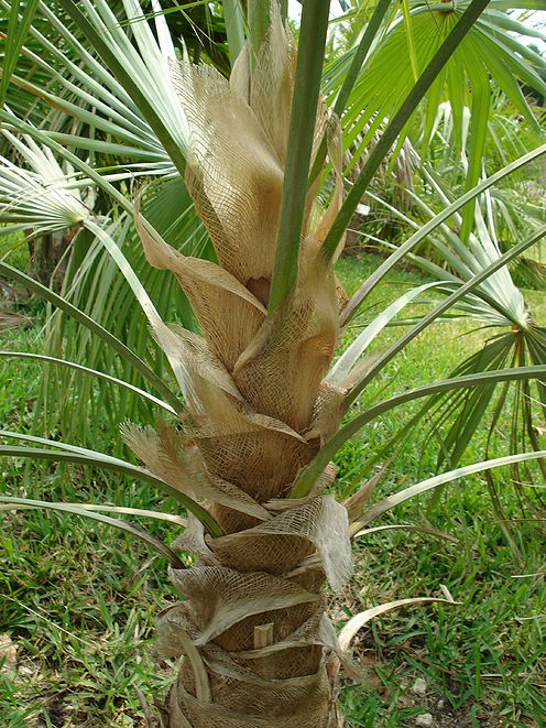 Coccothrinax hioramii - Palmpedia - Palm Grower's Guide