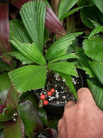 Licuala triphylla - Palmpedia - Palm Grower's Guide