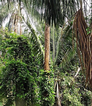 Oenocarpus bataua - Palmpedia - Palm Grower's Guide