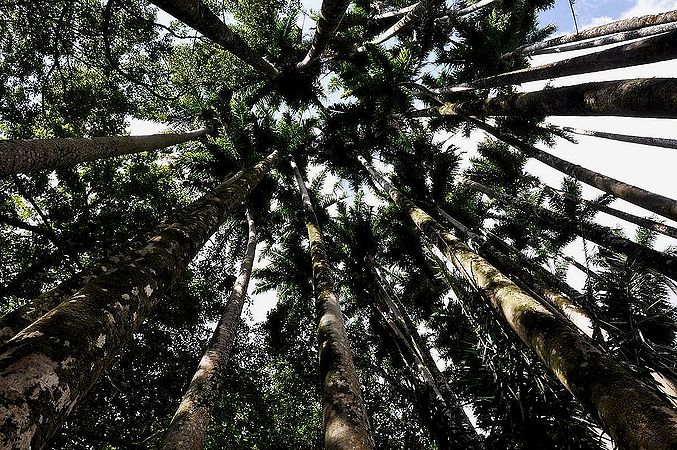 Roystonea oleracea - Palmpedia - Palm Grower's Guide