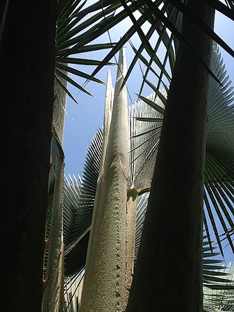 Copernicia fallaensis - Palmpedia - Palm Grower's Guide