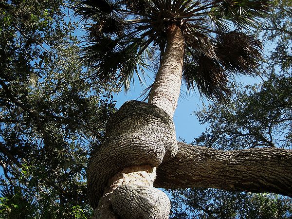 Sabal palmetto - Palmpedia - Palm Grower's Guide