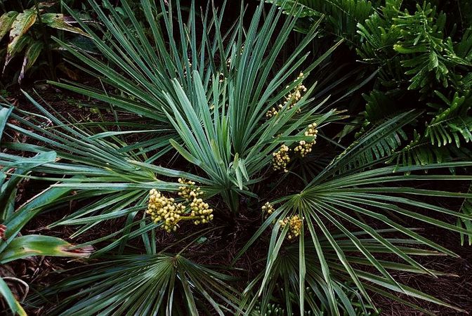 Trachycarpus nanus - Palmpedia - Palm Grower's Guide