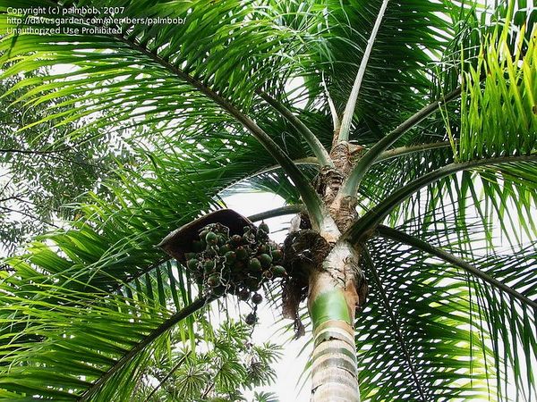 Syagrus pseudococos - Palmpedia - Palm Grower's Guide