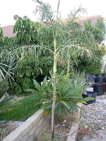 Chamaedorea plumosa - Palmpedia - Palm Grower's Guide