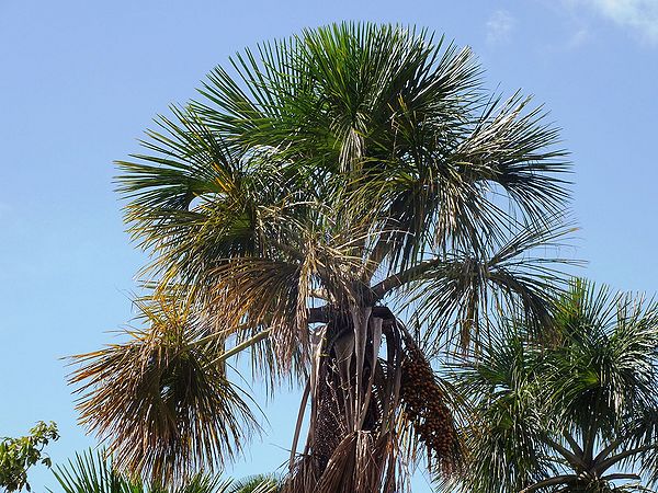 Mauritia flexuosa - Palmpedia - Palm Grower's Guide