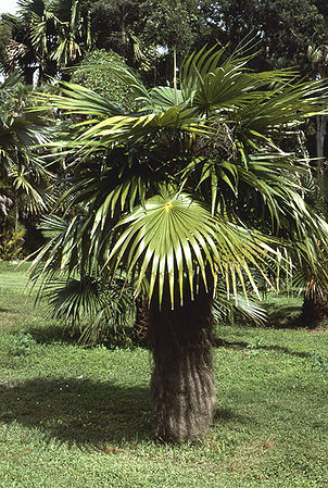 Coccothrinax crinita - Palmpedia - Palm Grower's Guide
