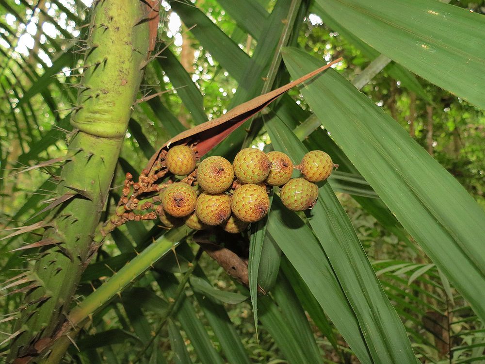 Daemonorops grandis - Palmpedia - Palm Grower's Guide