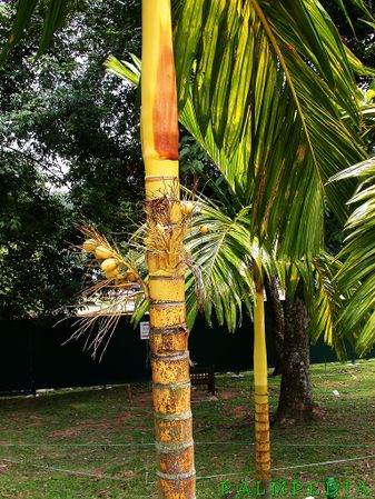 Areca catechu - Palmpedia - Palm Grower's Guide