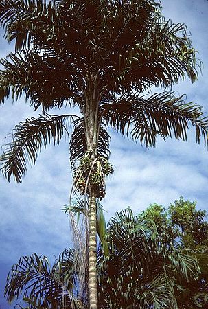 Bactris gasipaes - Palmpedia - Palm Grower's Guide