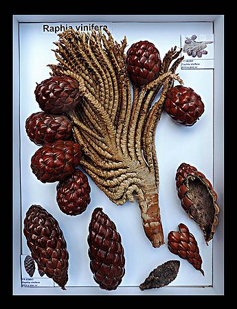 Raphia vinifera - Palmpedia - Palm Grower's Guide