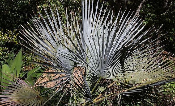 Brahea decumbens - Palmpedia - Palm Grower's Guide