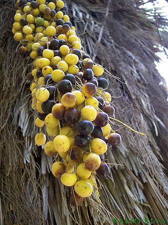 Brahea armata - Palmpedia - Palm Grower's Guide