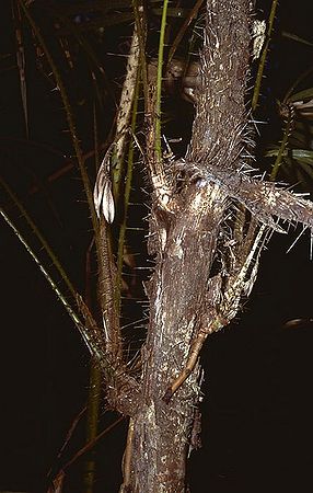 Calamus merrillii - Palmpedia - Palm Grower's Guide