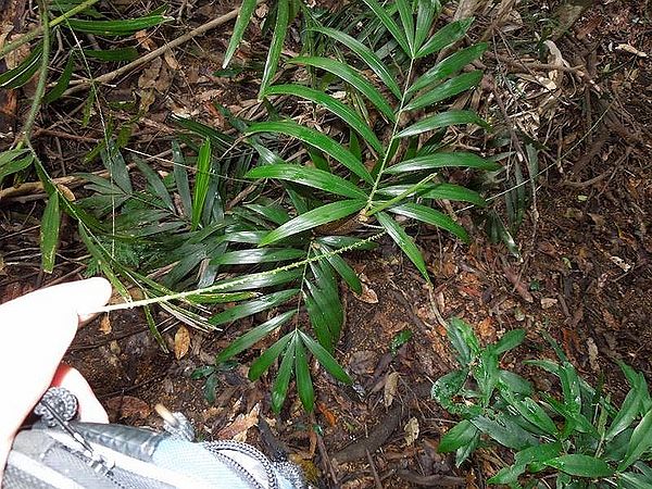 Calamus muelleri - Palmpedia - Palm Grower's Guide