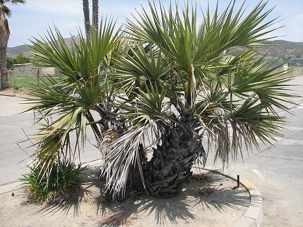 Hyphaene coriacea - Palmpedia - Palm Grower's Guide