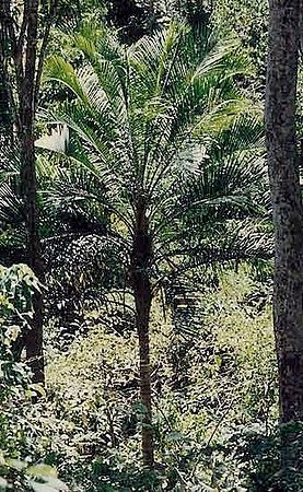 Ravenea julietiae - Palmpedia - Palm Grower's Guide