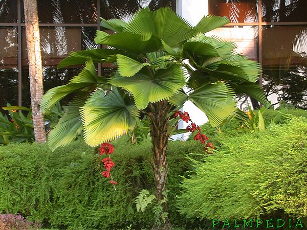 Licuala grandis - Alchetron, The Free Social Encyclopedia