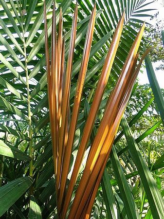 Metroxylon sagu - Palmpedia - Palm Grower's Guide