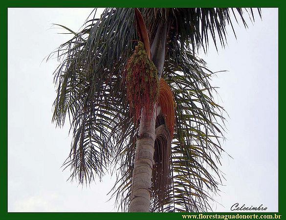 Oenocarpus bacaba - Palmpedia - Palm Grower's Guide