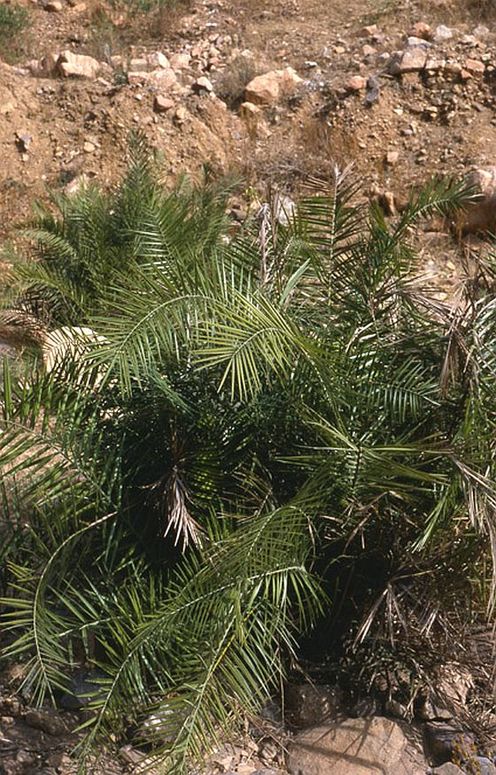 Phoenix caespitosa - Palmpedia - Palm Grower's Guide