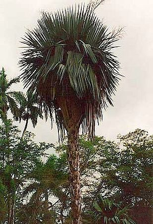 Copernicia rigida - Palmpedia - Palm Grower's Guide