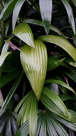 Rhapis robusta - Palmpedia - Palm Grower's Guide