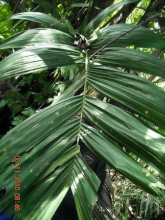 Pinanga javana - Palmpedia - Palm Grower's Guide