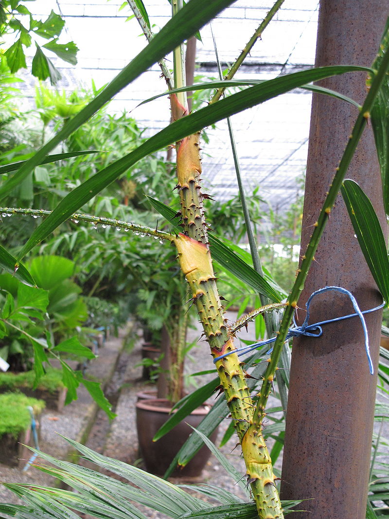 Daemonorops didymophylla - Palmpedia - Palm Grower's Guide