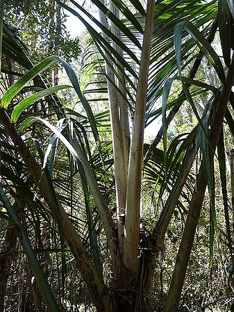Ravenea madagascariensis - Palmpedia - Palm Grower's Guide
