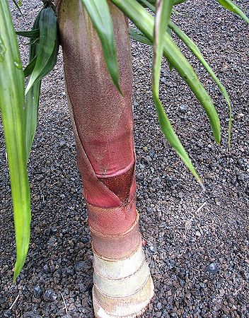 Dypsis rivularis - Palmpedia - Palm Grower's Guide