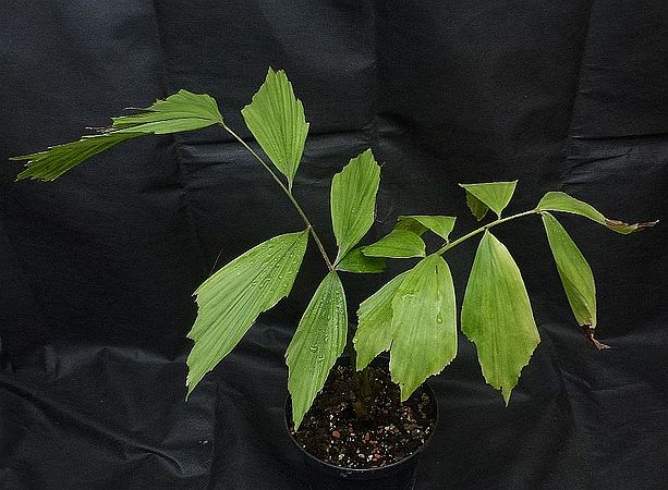 Caryota monostachya - Palmpedia - Palm Grower's Guide