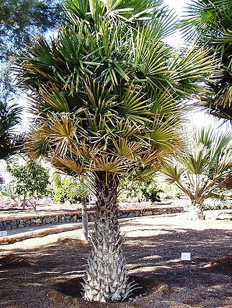 Copernicia alba - Alchetron, The Free Social Encyclopedia