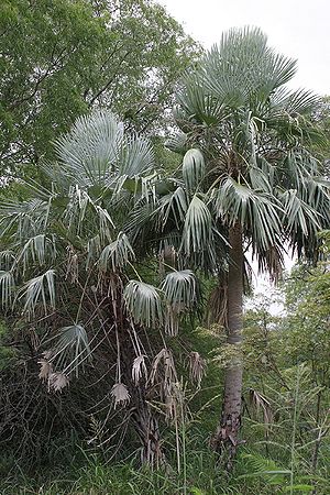 Copernicia alba - Palmpedia - Palm Grower's Guide