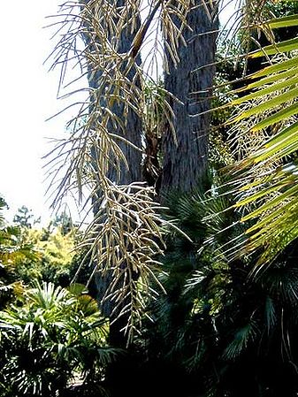 Brahea dulcis - Palmpedia - Palm Grower's Guide