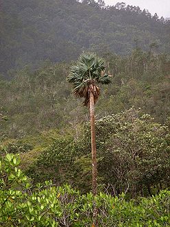 Sabal domingensis - Palmpedia - Palm Grower's Guide