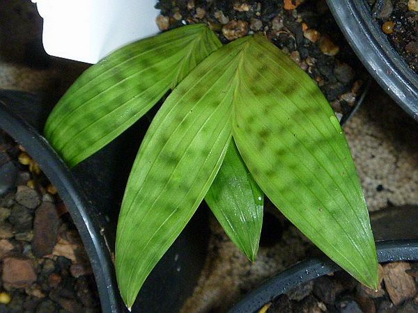 Pinanga polymorpha - Palmpedia - Palm Grower's Guide